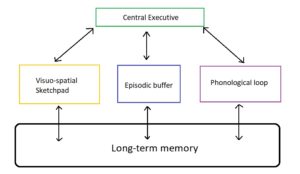 Types of memory in psychology (Explained) - PsychMechanics