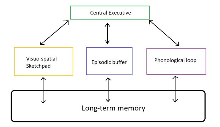 Types of memory in psychology (Explained) - PsychMechanics