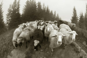 Why seeking validation can't be stopped - PsychMechanics